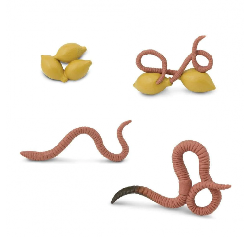 Cycle de vie du lombric